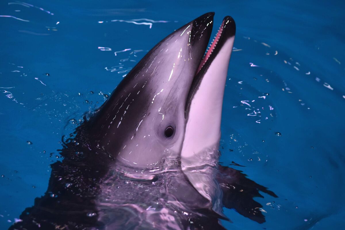 Makoa Sha Captive Cetaceans Wiki Fandom