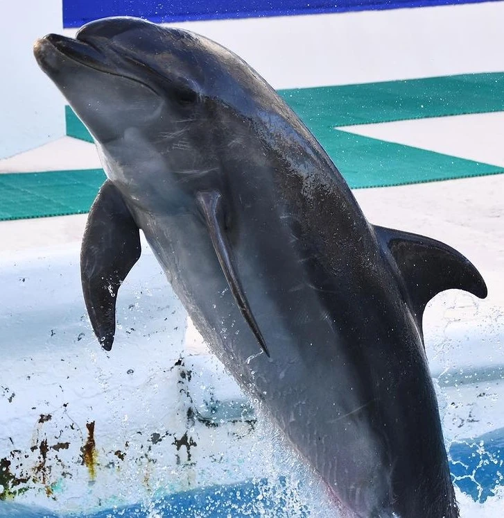 Reed (KSSW) | Captive Cetaceans Wiki | Fandom