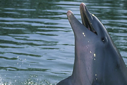 Suwa (POBB) | Captive Cetaceans Wiki | Fandom