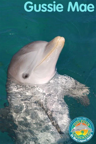 Gussie Mae (DE) | Captive Cetaceans Wiki | Fandom