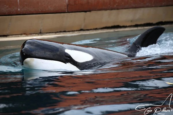 Kiska (MLC) | Captive Cetaceans Wiki | Fandom