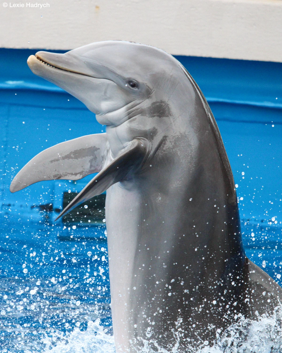 Zeke (GMAP) | Captive Cetaceans Wiki | Fandom