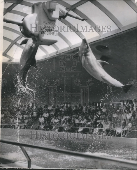 Robbie Brz Captive Cetaceans Wiki Fandom