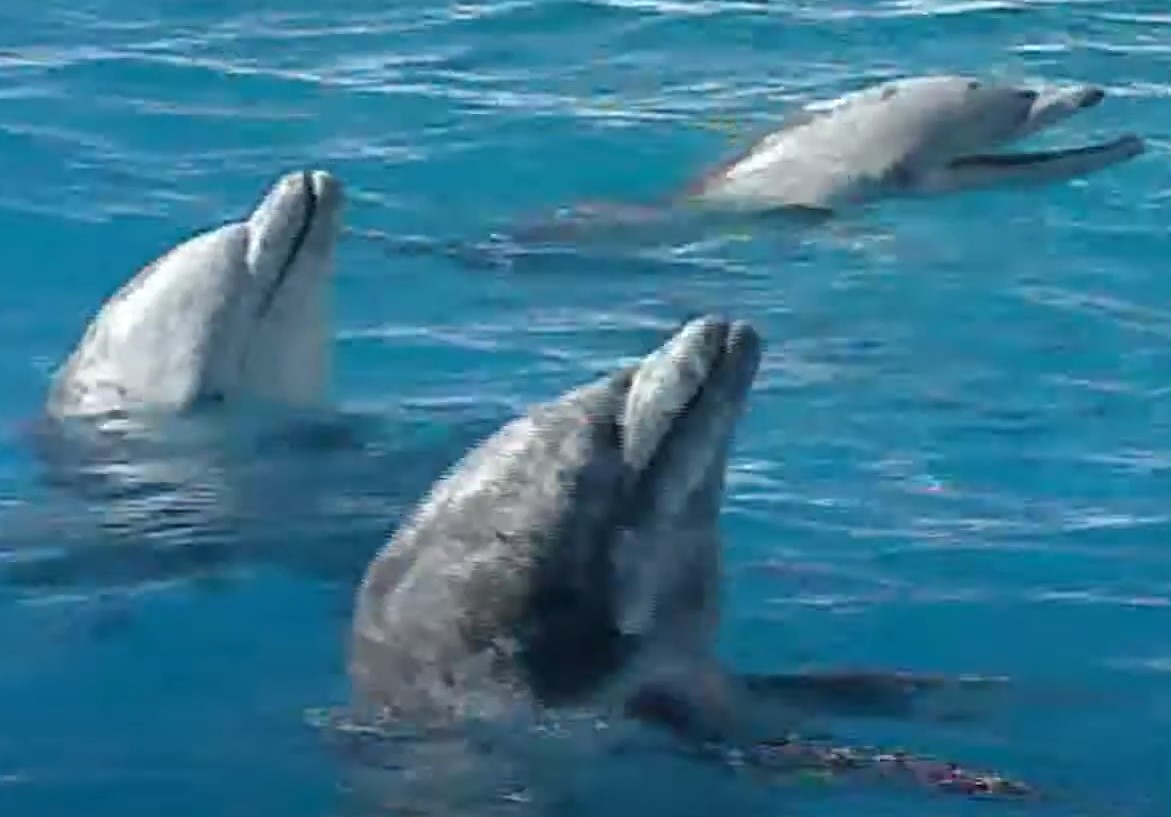 Ninfa Dso Captive Cetaceans Wiki Fandom