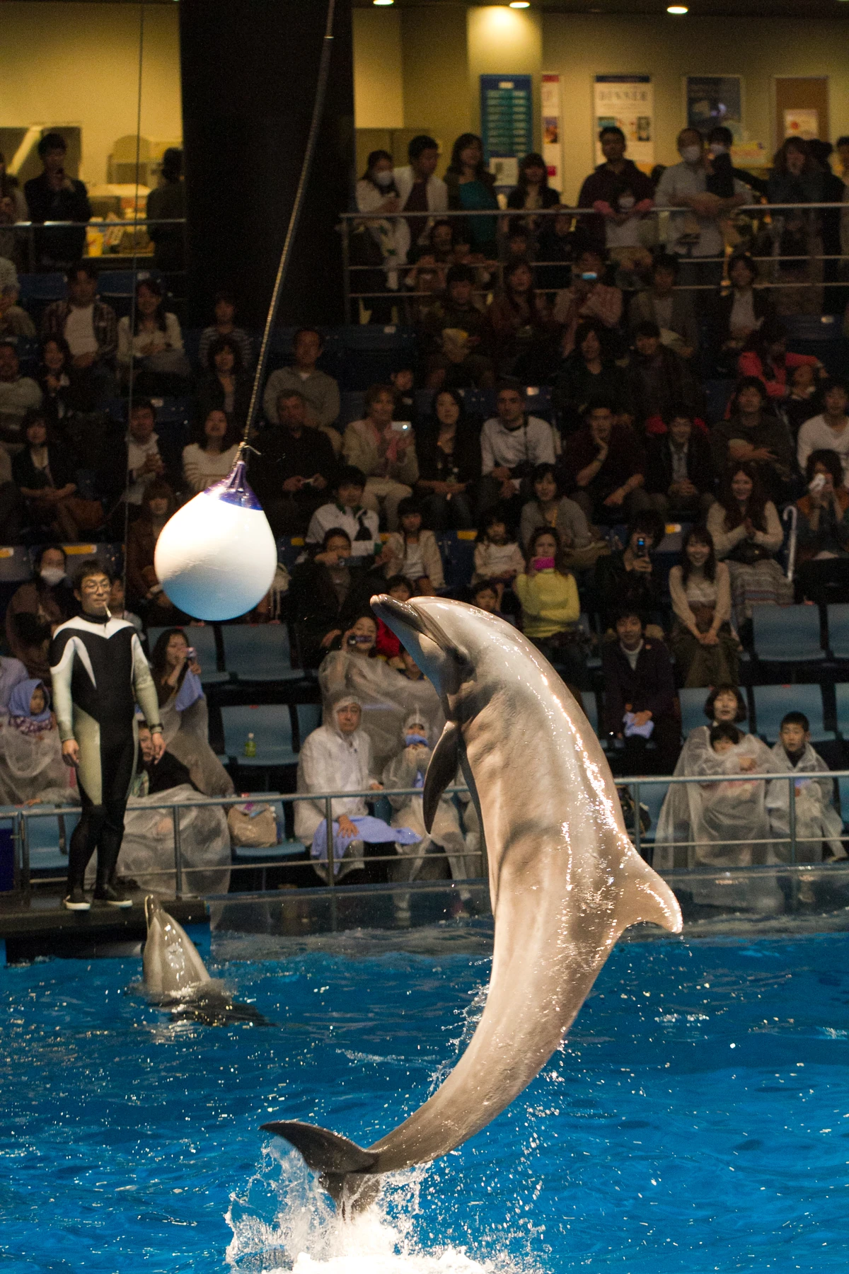 Emilu (APS) | Captive Cetaceans Wiki | Fandom