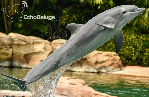 Kailani (DC) | Captive Cetaceans Wiki | Fandom