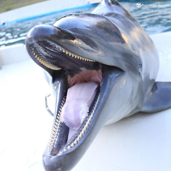 Mel Twm Captive Cetaceans Wiki Fandom