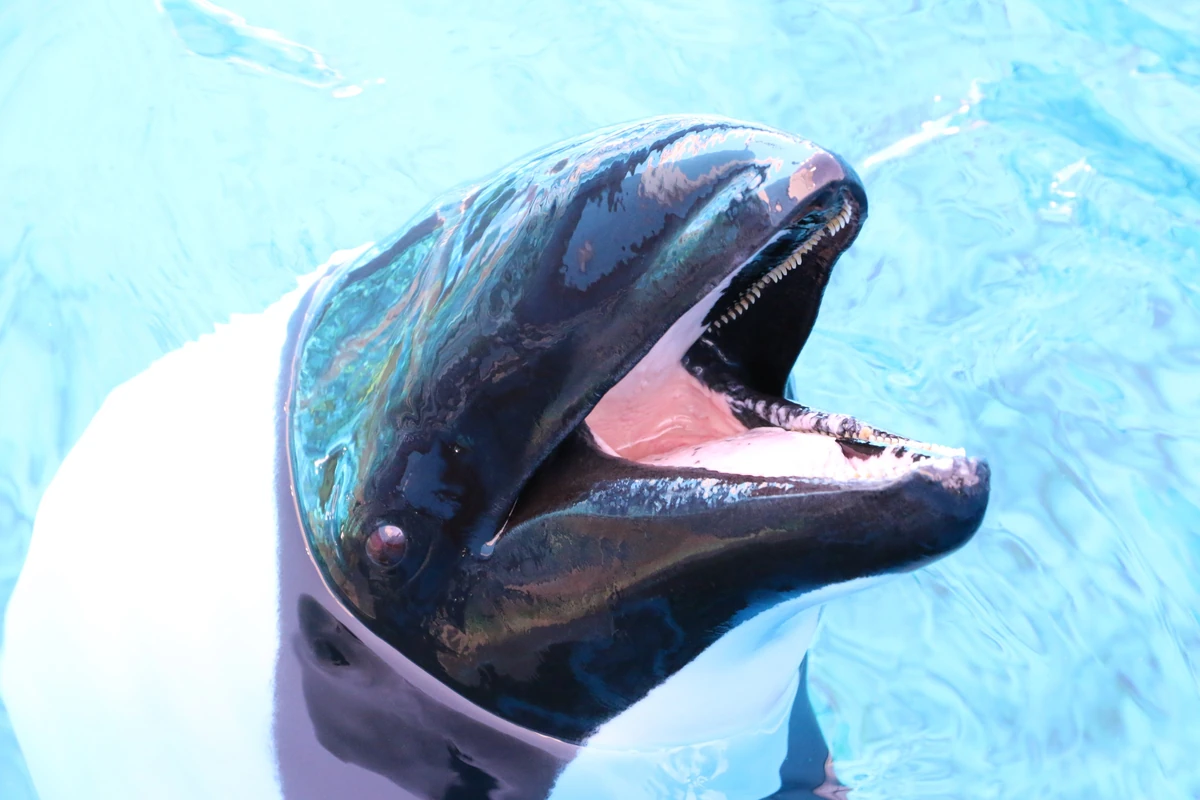 Sarah (SUM) | Captive Cetaceans Wiki | Fandom