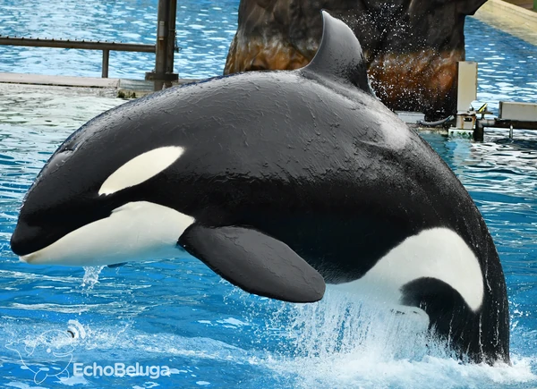 Shouka (SWC) | Captive Cetaceans Wiki | Fandom