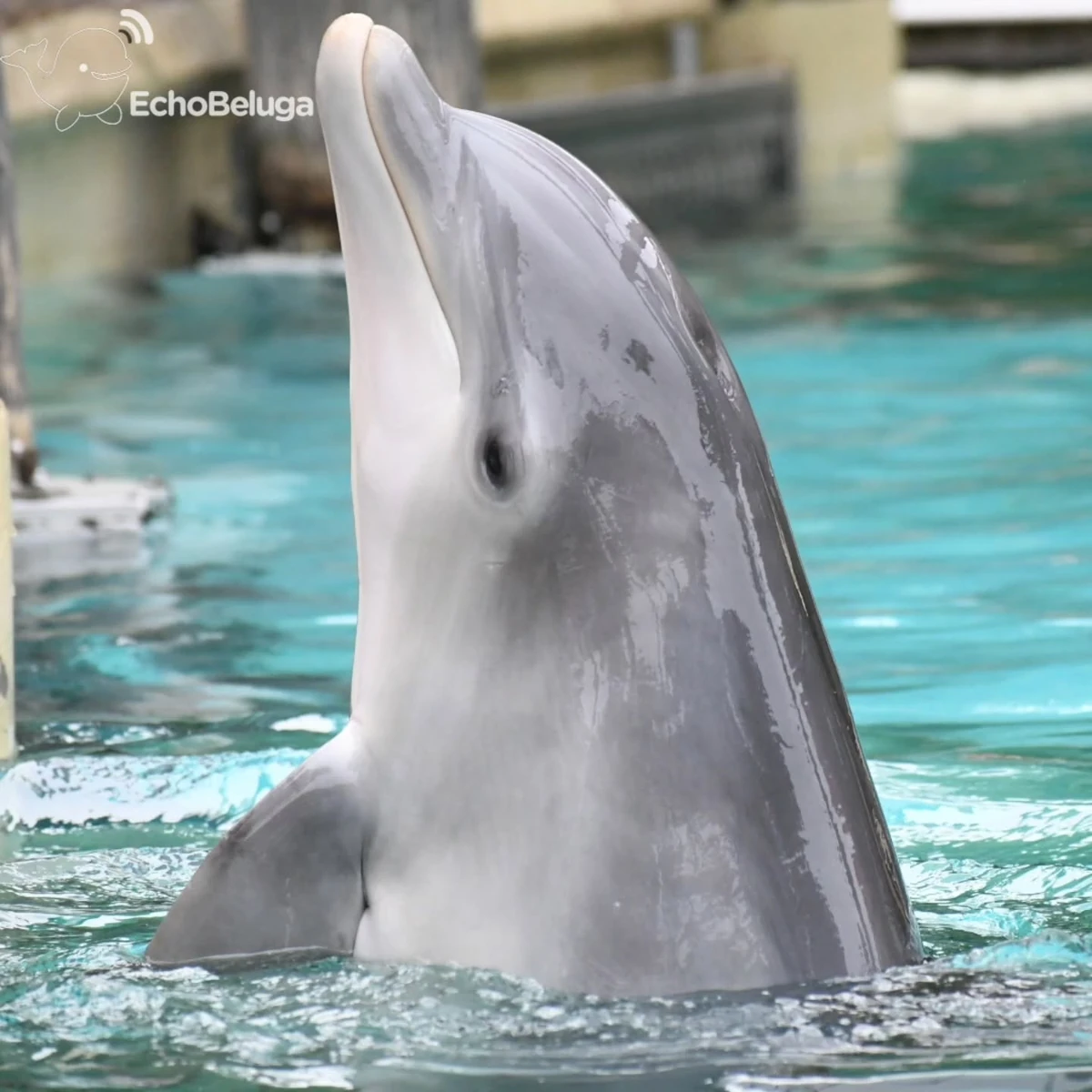 Vortex (SWF) | Captive Cetaceans Wiki | Fandom