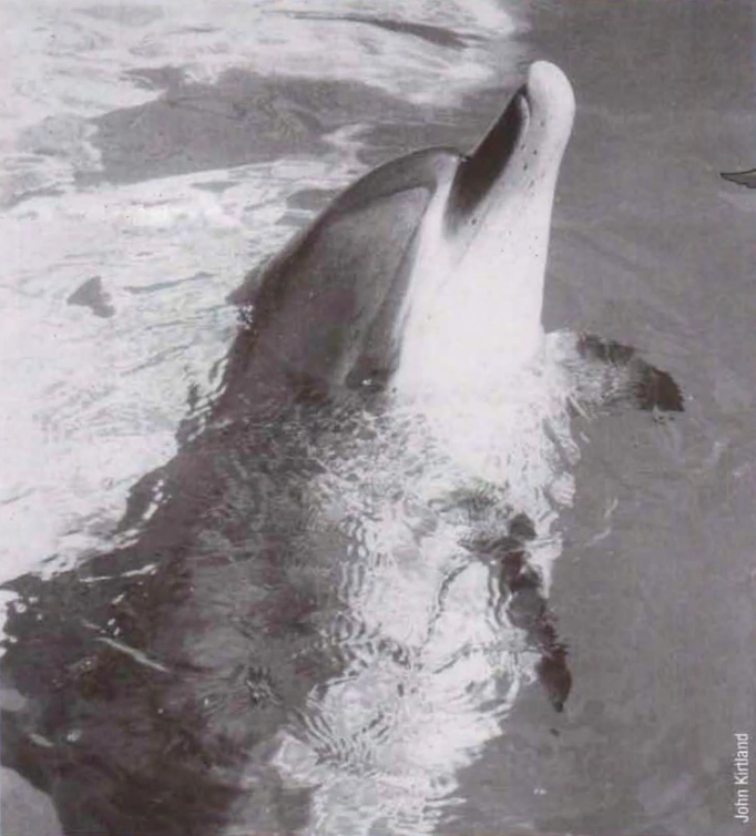 Stanley (DRC) | Captive Cetaceans Wiki | Fandom