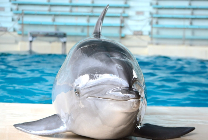 Arka (SCA) | Captive Cetaceans Wiki | Fandom