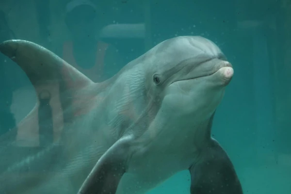 Axl (MSAQ) | Captive Cetaceans Wiki | Fandom
