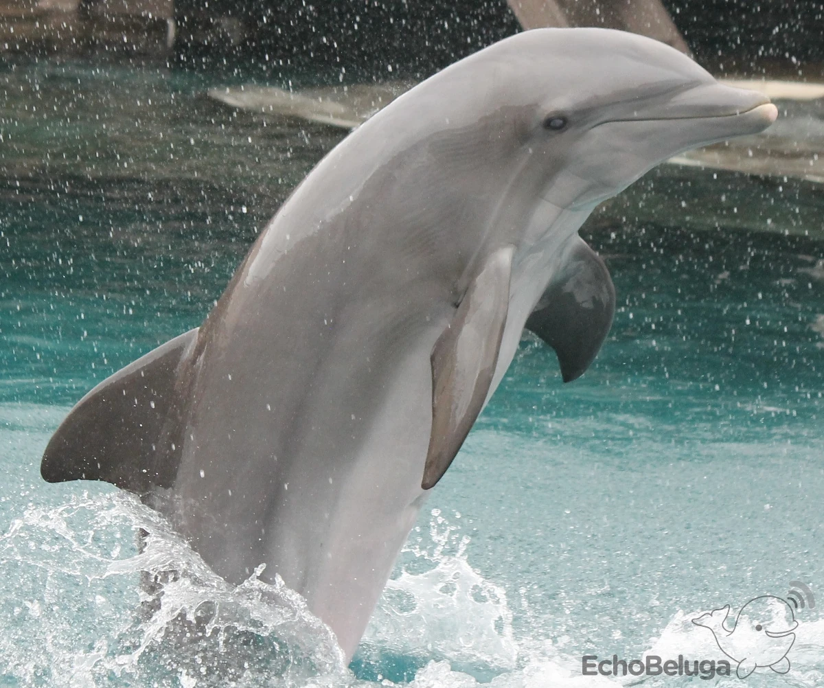 Noelani (CWOP) | Captive Cetaceans Wiki | Fandom