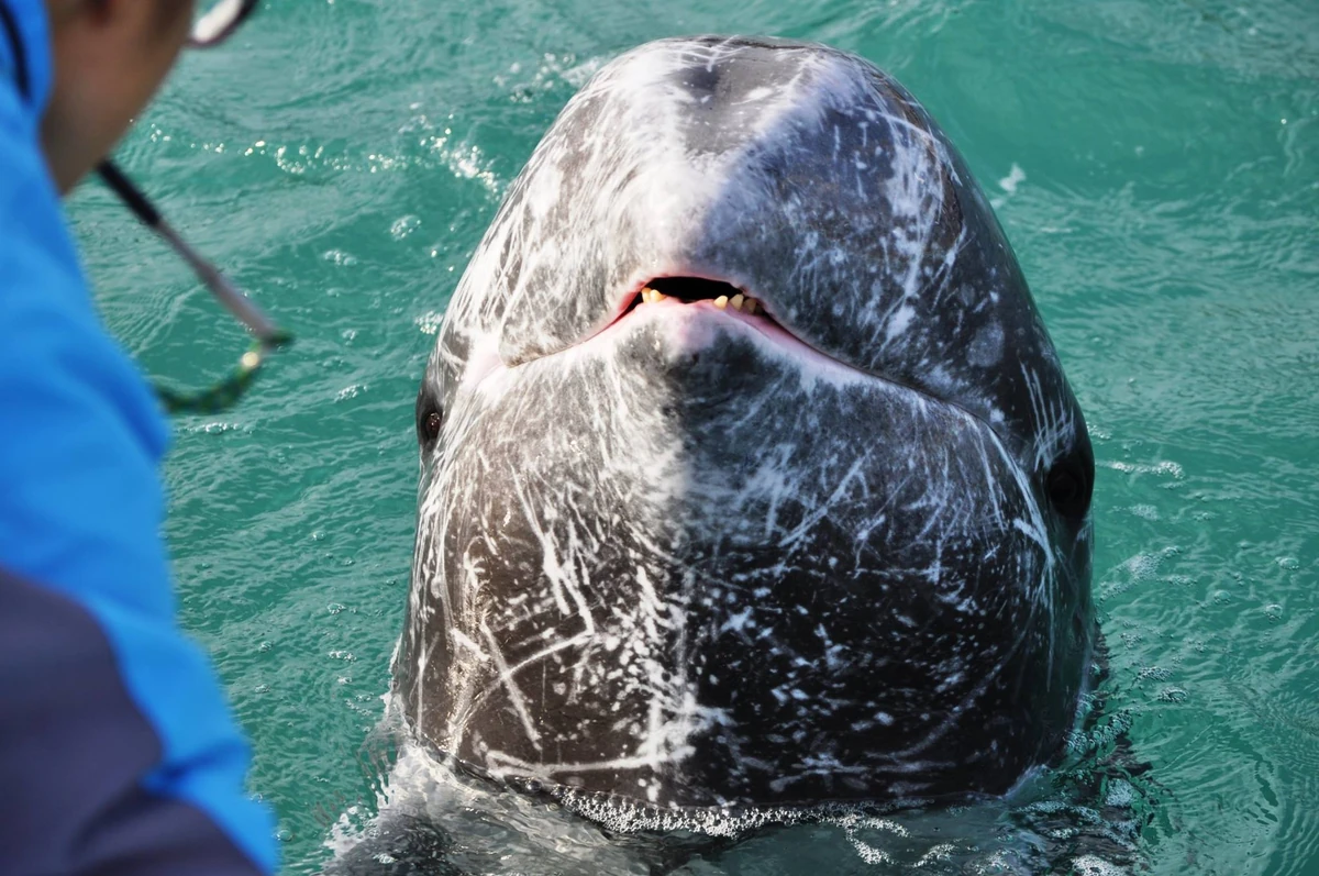 Gaga (MGV) | Captive Cetaceans Wiki | Fandom