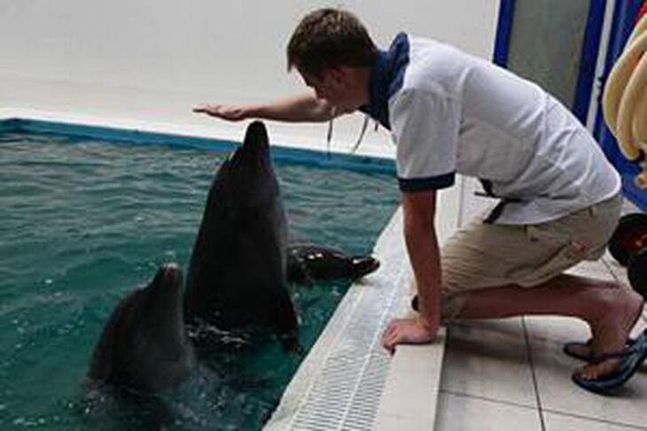 Fekla Ddm Captive Cetaceans Wiki Fandom