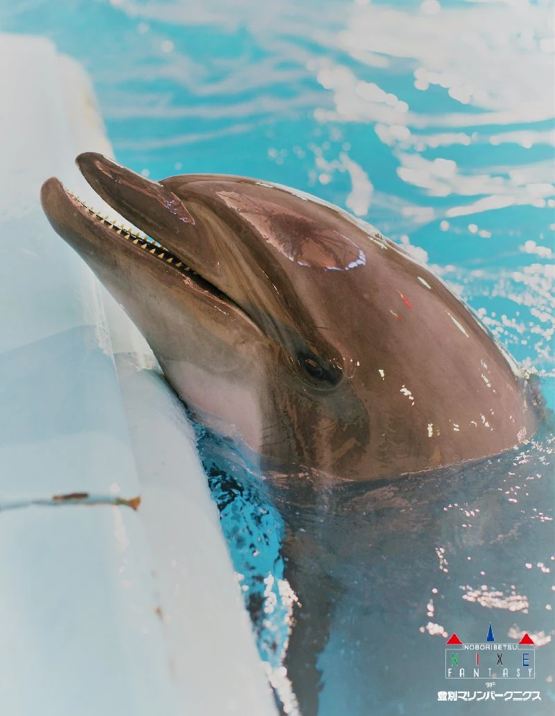 Cocoa (NMPN) | Captive Cetaceans Wiki | Fandom