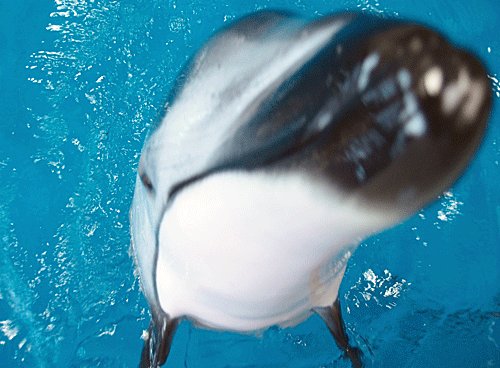 Sunday Awioa Captive Cetaceans Wiki Fandom