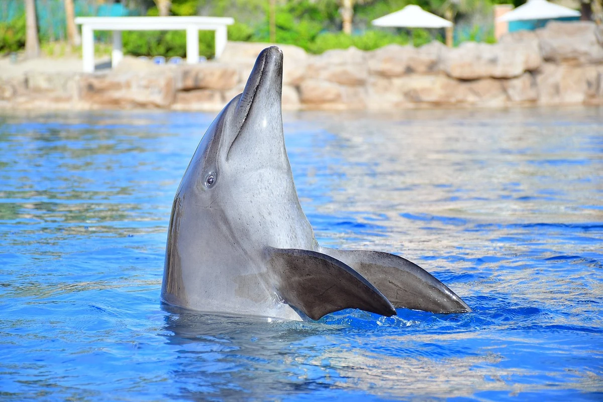 Blade (ATP) | Captive Cetaceans Wiki | Fandom