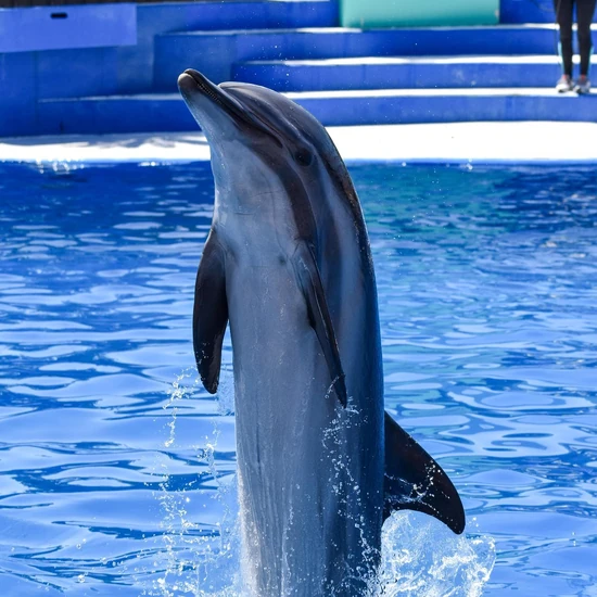 Bullet (SWC) | Captive Cetaceans Wiki | Fandom