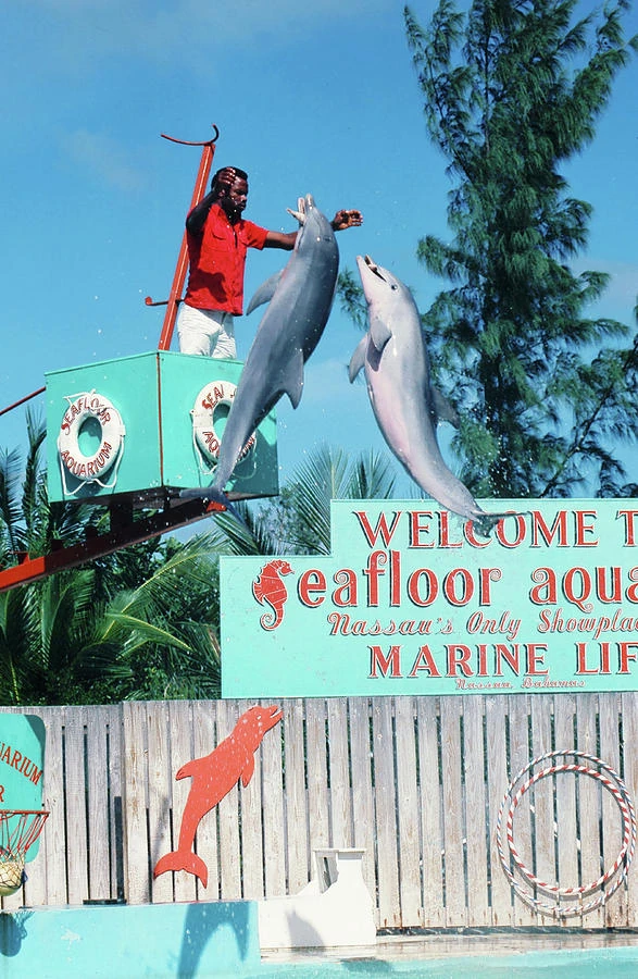 Bahama Mama (DE) | Captive Cetaceans Wiki | Fandom