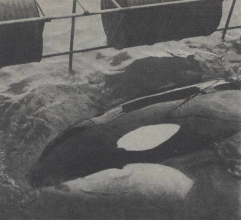 SAE-OO-C7501 | Captive Cetaceans Wiki | Fandom