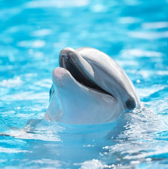 Ariel (SWF) | Captive Cetaceans Wiki | Fandom