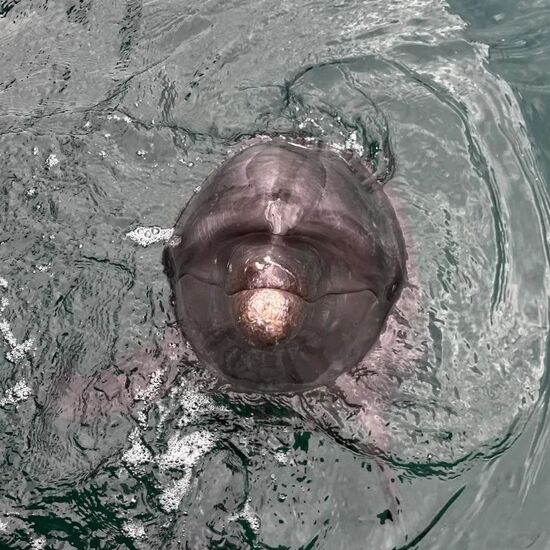Pluto Rro Captive Cetaceans Wiki Fandom