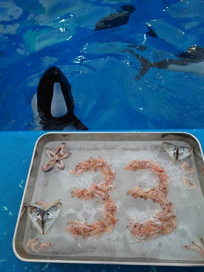 Sarah (SUM) | Captive Cetaceans Wiki | Fandom