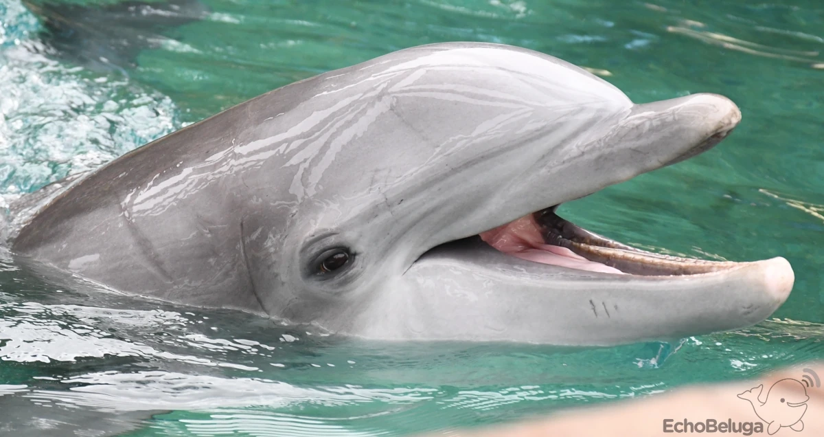 Ariel (SWF) | Captive Cetaceans Wiki | Fandom