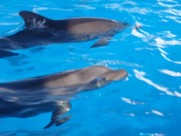 Chirris (DSO) | Captive Cetaceans Wiki | Fandom