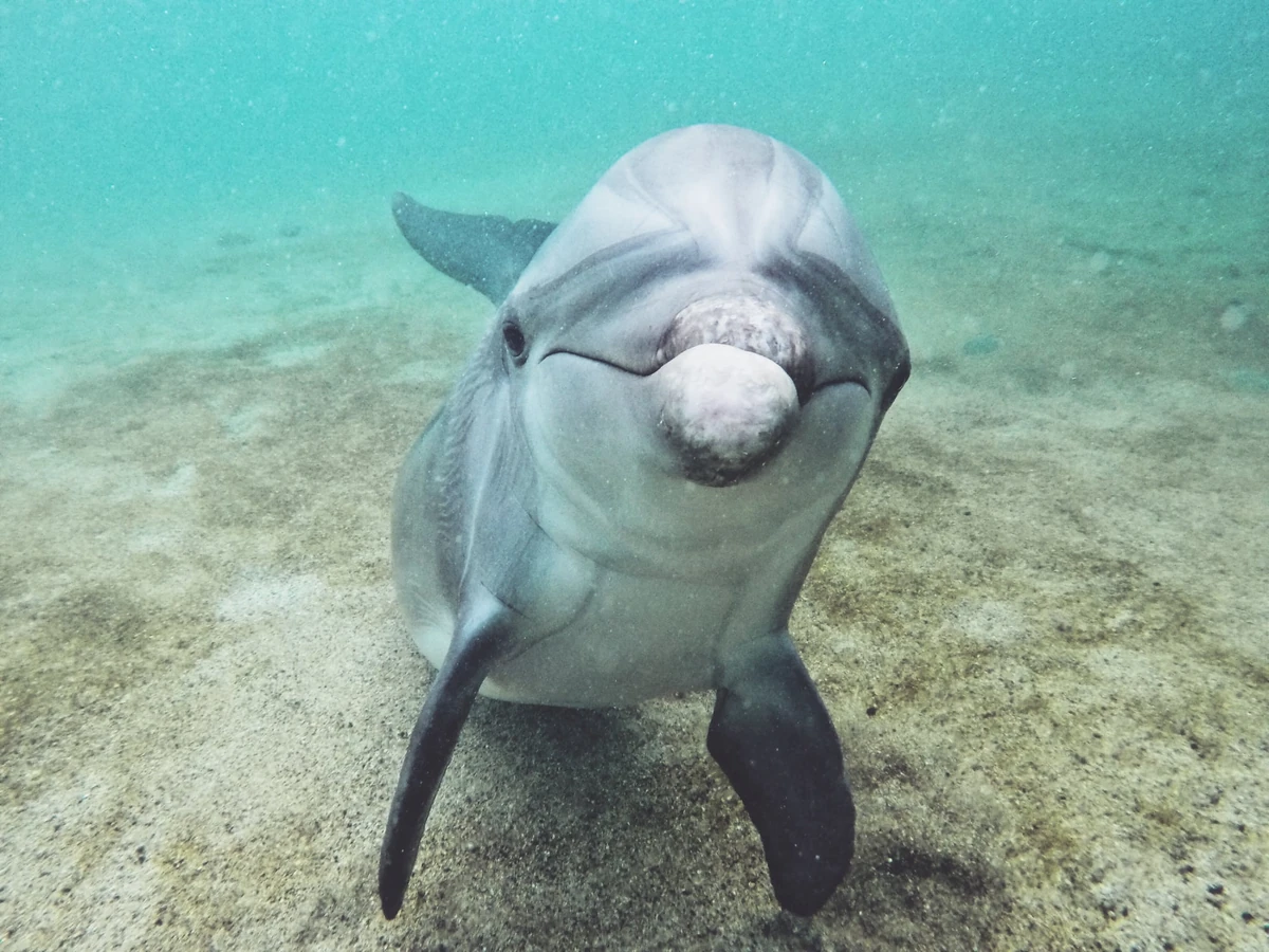 Lehua (DQH) | Captive Cetaceans Wiki | Fandom
