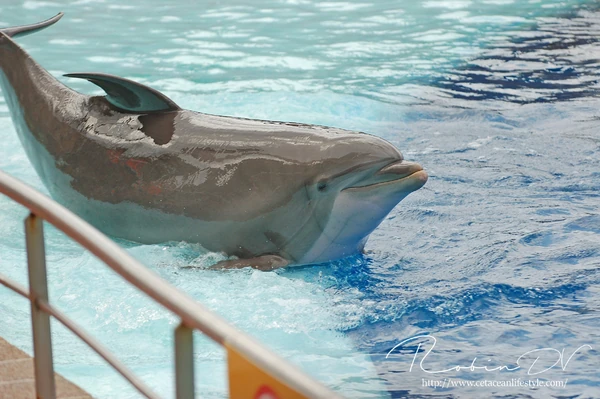 Montse (MLCA) | Captive Cetaceans Wiki | Fandom