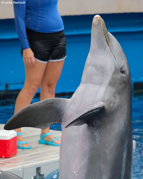 Chopper Gmap Captive Cetaceans Wiki Fandom