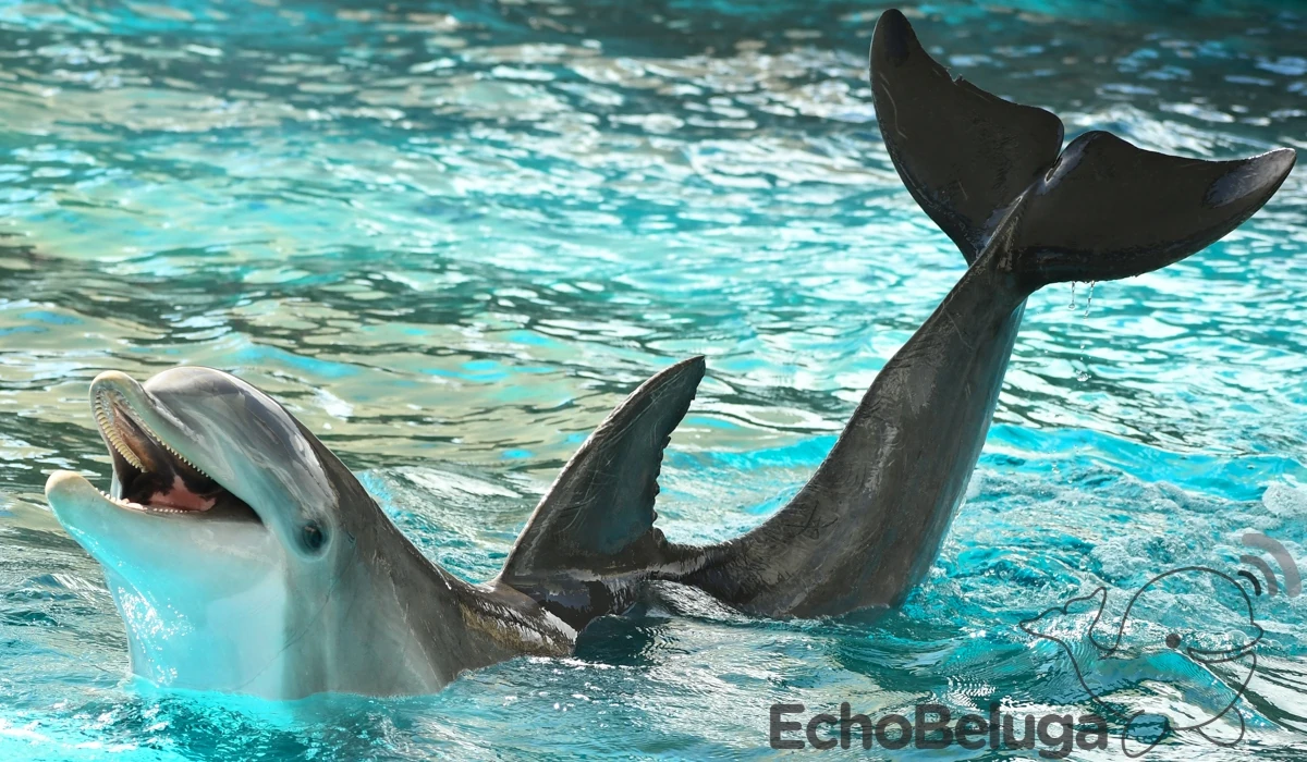 Merlin (TSA) | Captive Cetaceans Wiki | Fandom