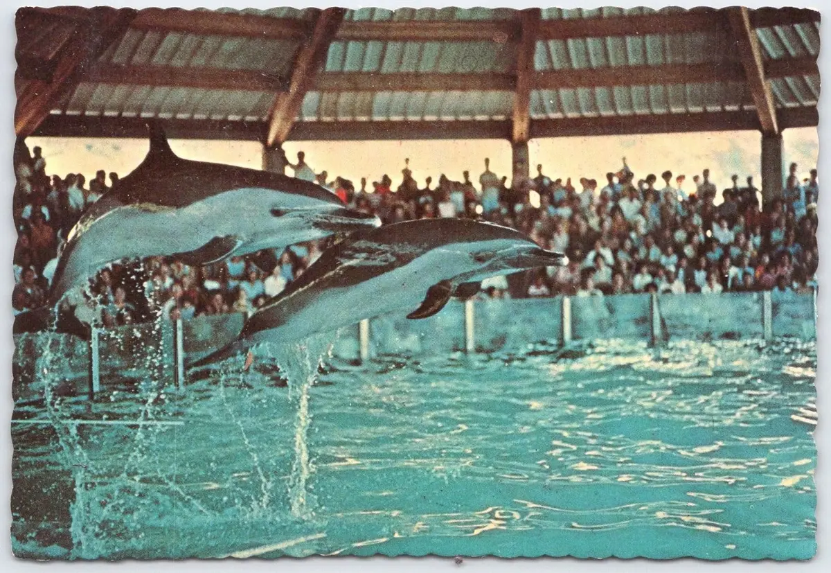 Kiko (SLPH) | Captive Cetaceans Wiki | Fandom