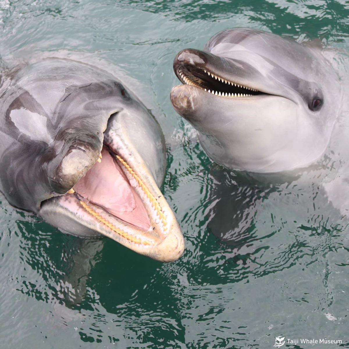 Reda (TWM) | Captive Cetaceans Wiki | Fandom