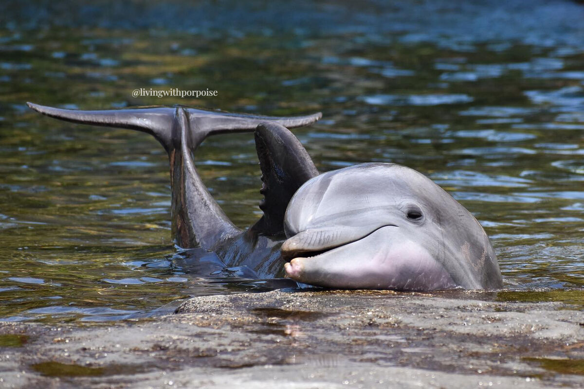 Griffith Swf Captive Cetaceans Wiki Fandom