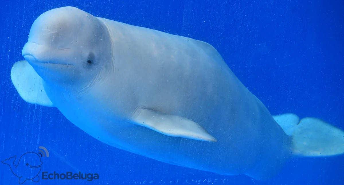 Innik (SWT) | Captive Cetaceans Wiki | Fandom