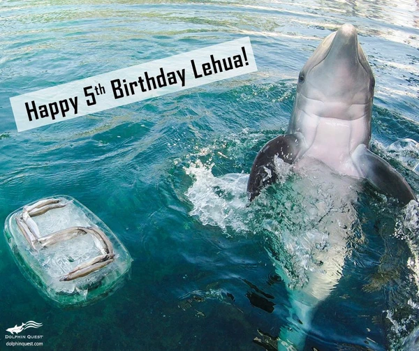 Lehua (DQH) | Captive Cetaceans Wiki | Fandom