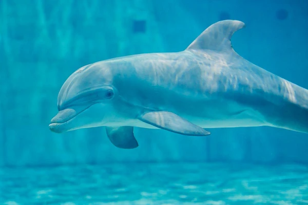 Apollo (CMA) | Captive Cetaceans Wiki | Fandom
