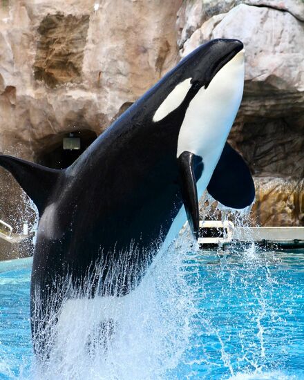 Corky II (SWC) | Captive Cetaceans Wiki | Fandom Corky II (SWC) | Captive Cetaceans Wiki | Fandom