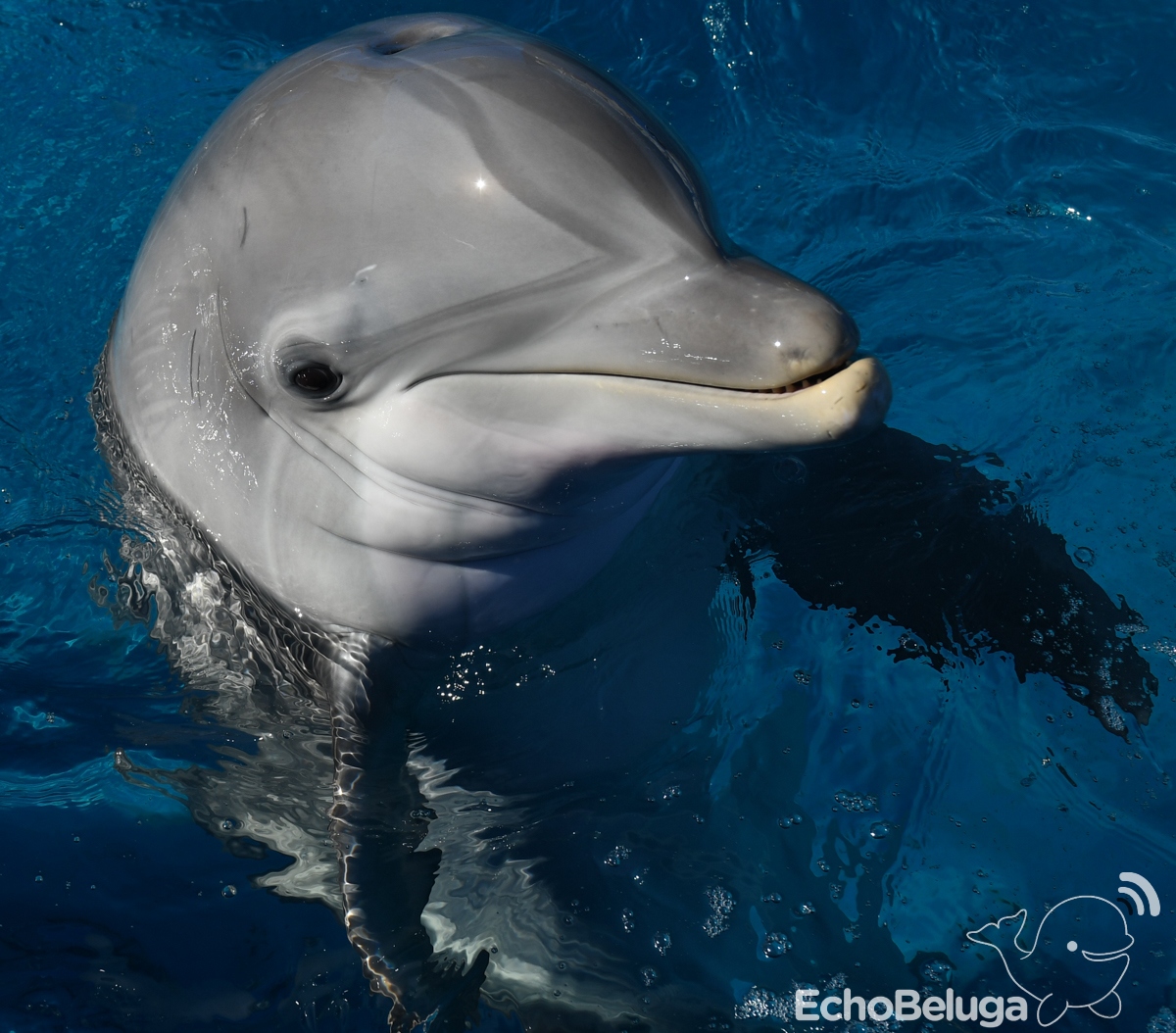 Karli (SWC) | Captive Cetaceans Wiki | Fandom Karli (SWC) | Captive Cetaceans Wiki | Fandom