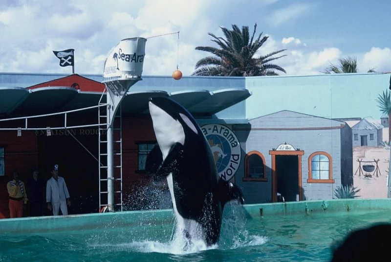 Mamuk (SAMW) | Captive Cetaceans Wiki | Fandom