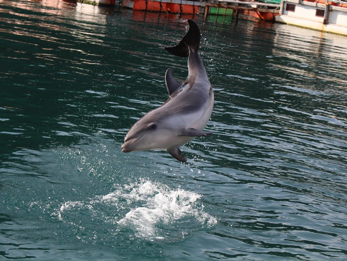 Samba (SHI) | Captive Cetaceans Wiki | Fandom