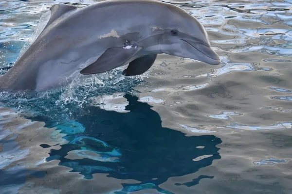 Risho (DSO) | Captive Cetaceans Wiki | Fandom