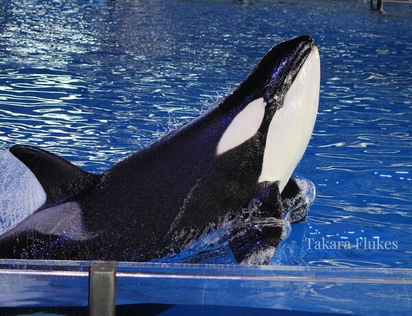 Sakari Swt Captive Cetaceans Wiki Fandom