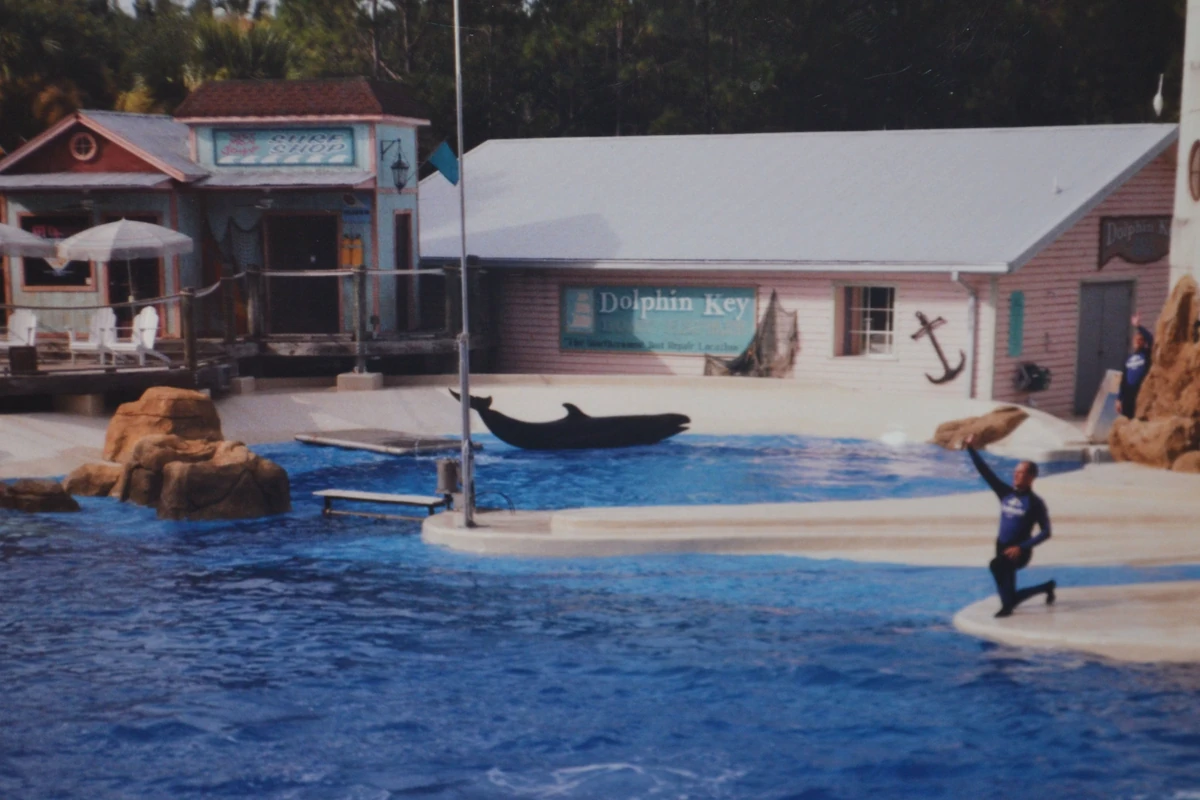 Suki (SWF) | Captive Cetaceans Wiki | Fandom
