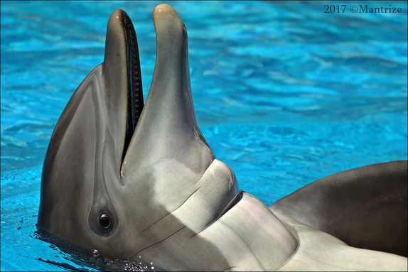 Huf-n-Puf (CWOP) | Captive Cetaceans Wiki | Fandom