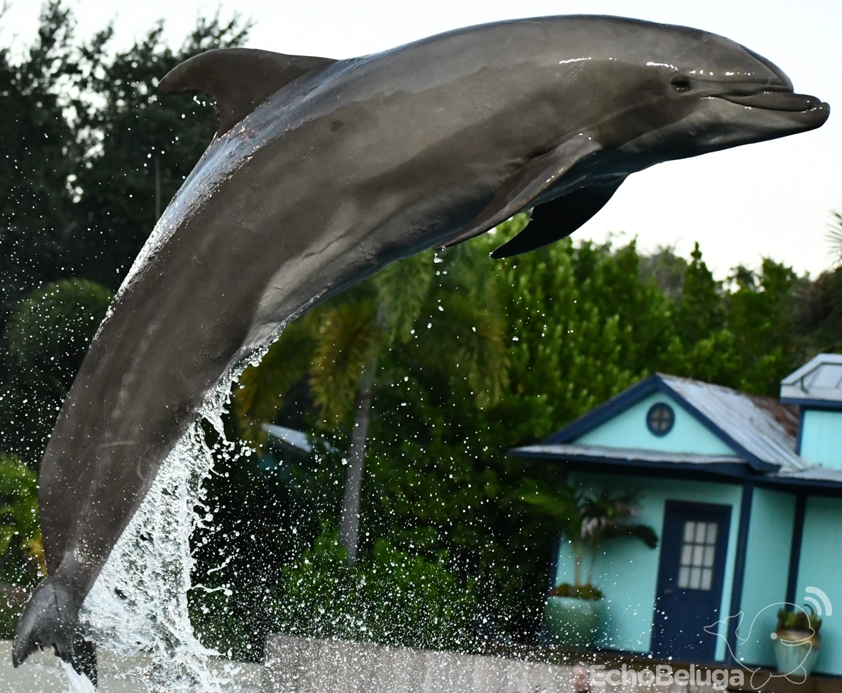 Baretta (SWF) | Captive Cetaceans Wiki | Fandom